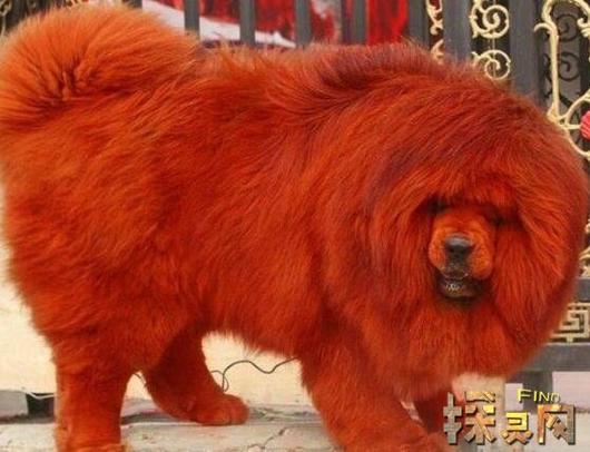 藏獒多少钱市场价图标