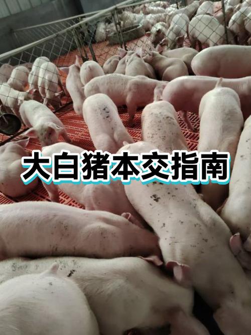 农村养猪视频全过程图标