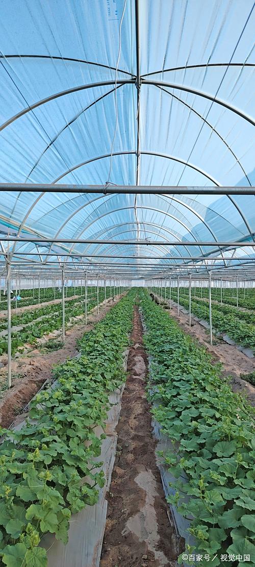 大棚种植蔬菜赚钱吗图标