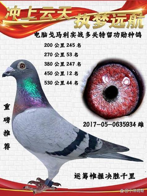 中国信鸽信鸽信息网图标