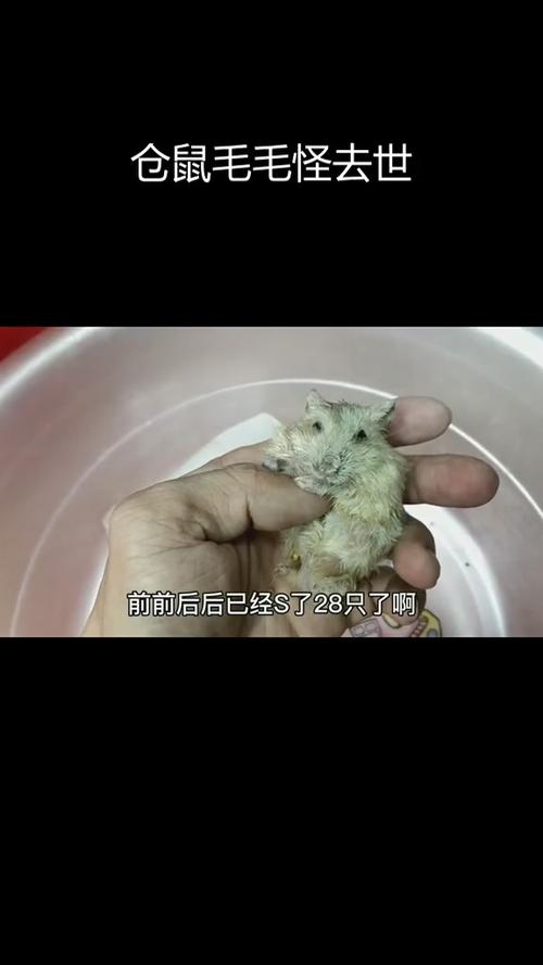 仓鼠死了的表现图标