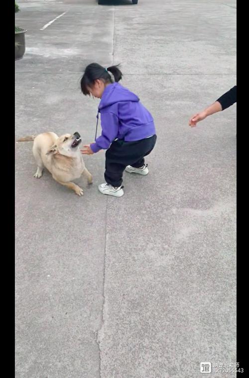 狗狗能从多远路找回家截图