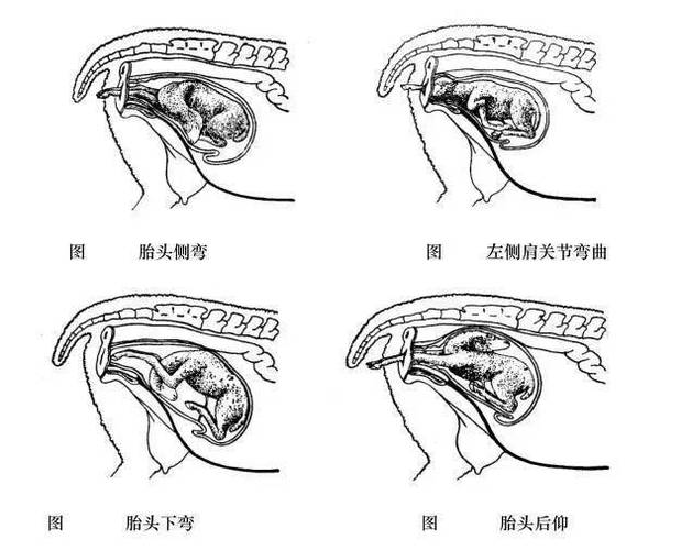 母羊的分娩与助产截图