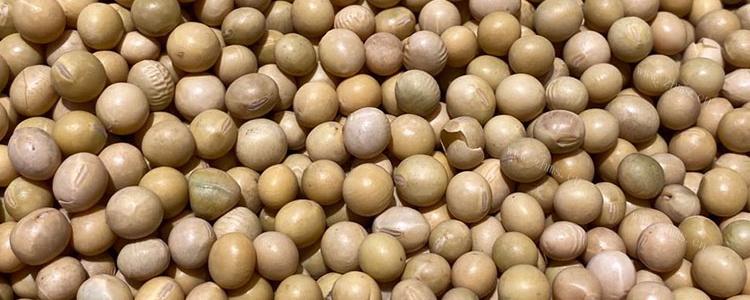 白豌豆是黄豆吗图标