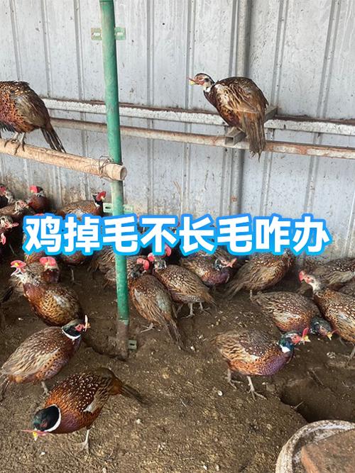 鸟掉毛后不长毛怎么办图标