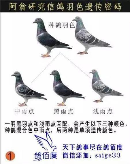 白鸽最佳配对表格