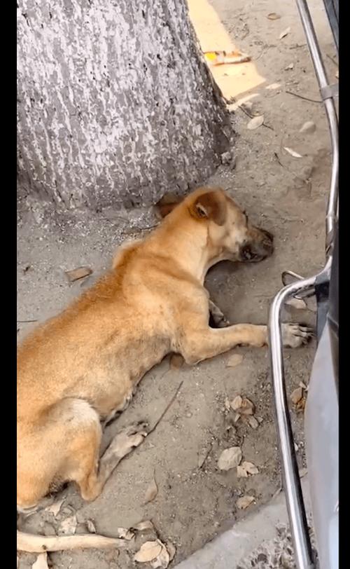 小土狗被主人打的抽筋精神不好截图