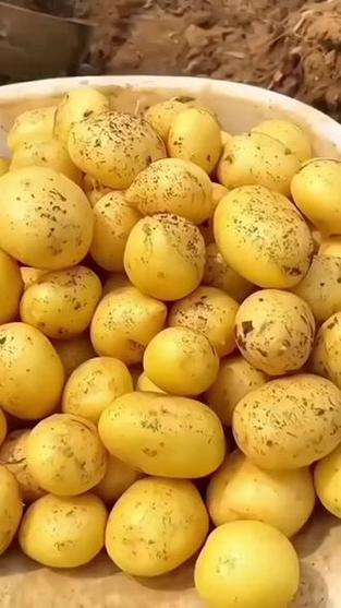 小土豆迷你马铃薯图标