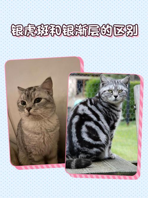 银虎斑和银渐层哪个贵截图