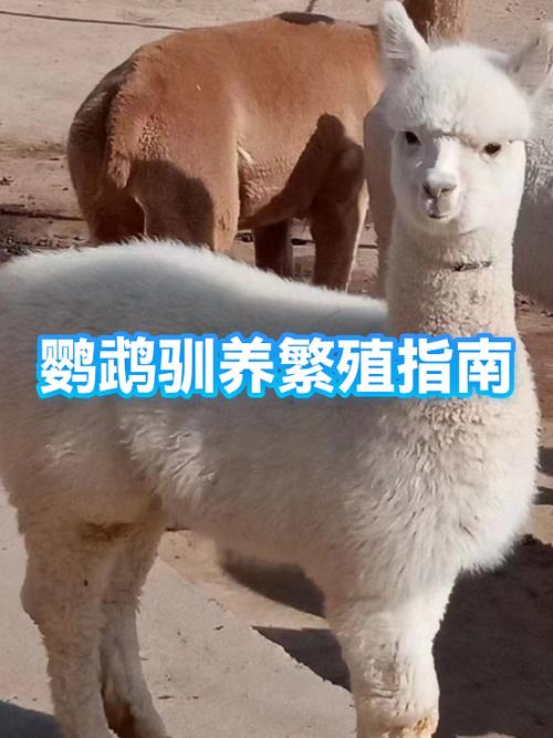 鹦鹉我的世界鹦鹉怎么驯服图标