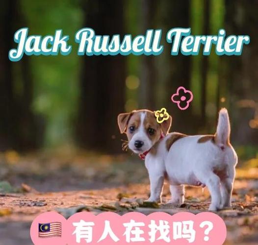 小身躯大能量的意思图标