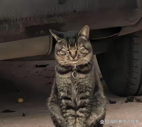 多来猫图片截图