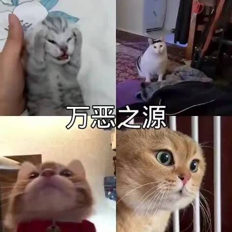 猫咪万恶之源表情包图标