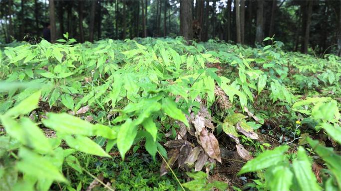 林下种植十大紧缺药材图标