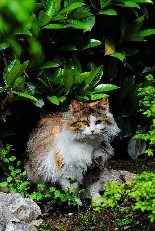我喜欢小猫图标