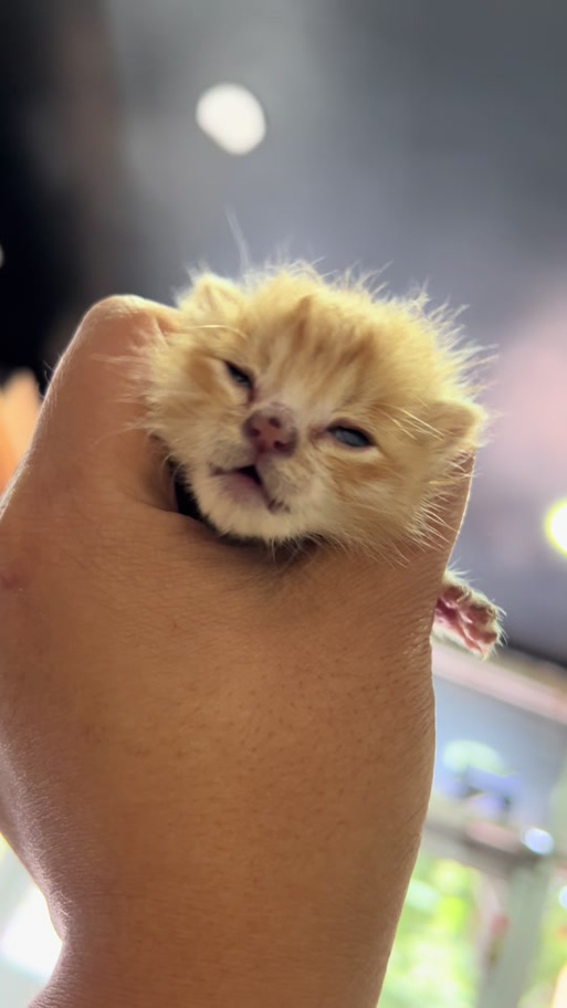 小奶猫叫图标