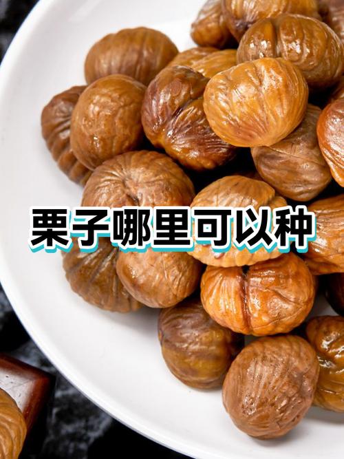 作者对栗子的感情是图标