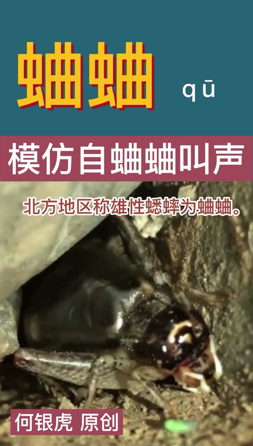 精品蛐蛐叫声图标