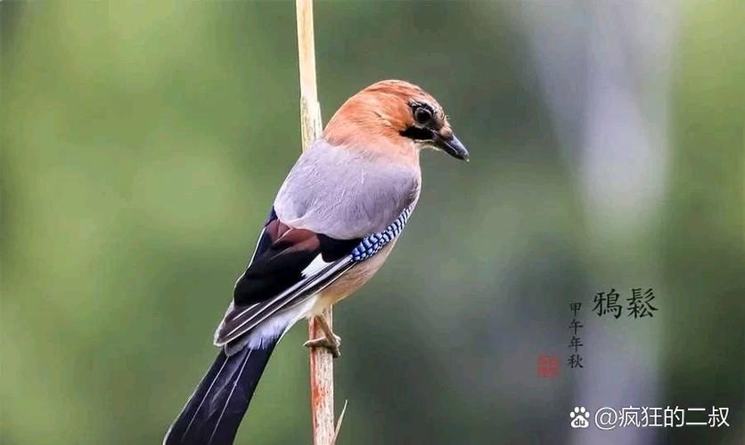 羽毛球拍 磅数 响声图标