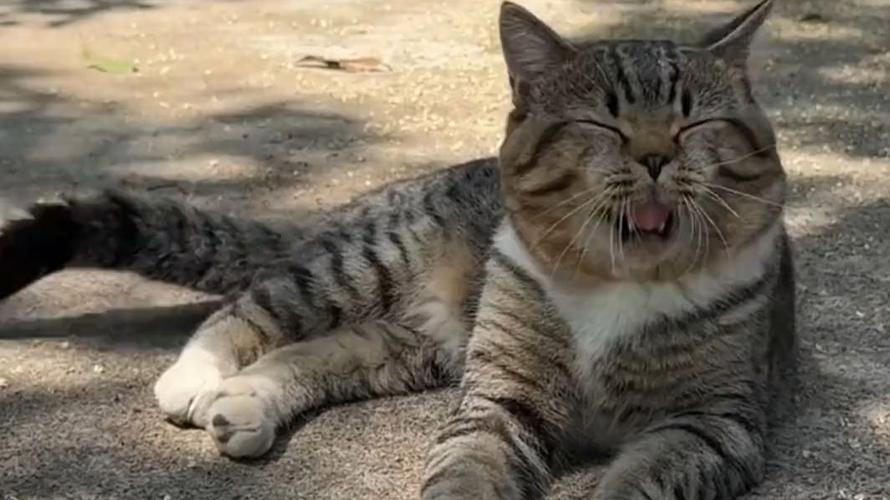 猫界大佬截图