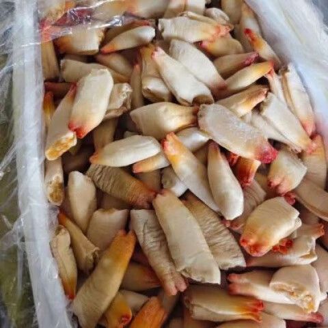 象拔蚌刺身做法图标