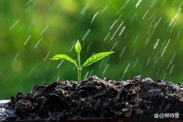 春雨图标