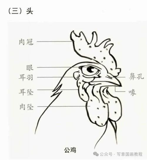 小鸡的身体部位名称图标