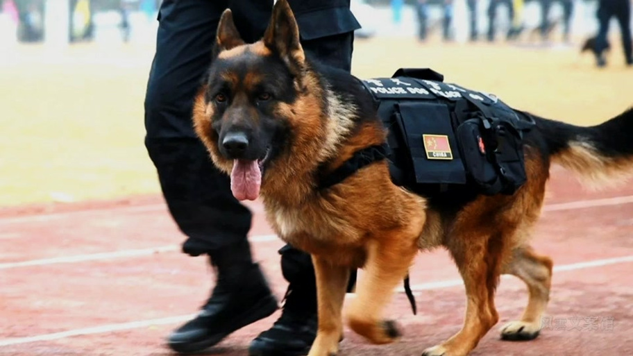 天狼犬多少钱一只图标