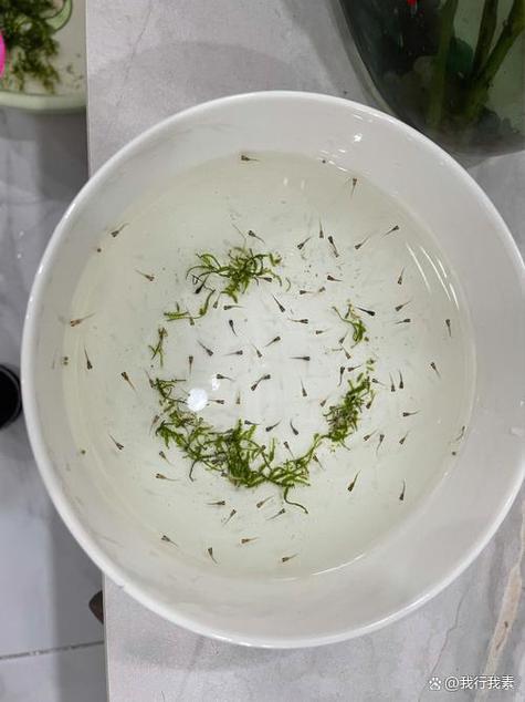 刚生的孔雀鱼小鱼苗怎么喂养图标