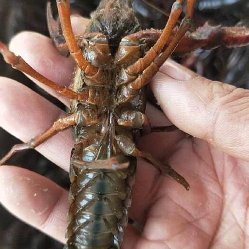 人工养殖小龙虾图标