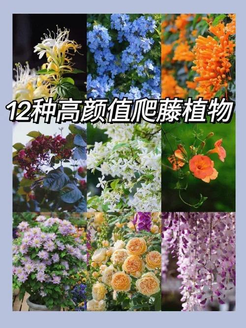 爬藤的植物有哪些图标