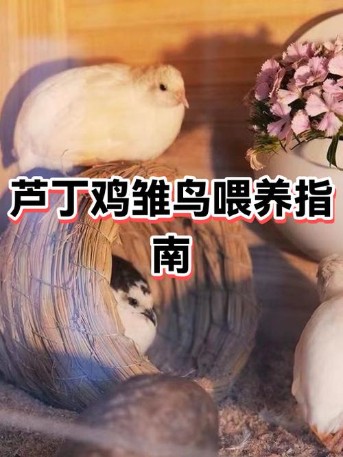 捡到雏鸟是福是祸缩略图