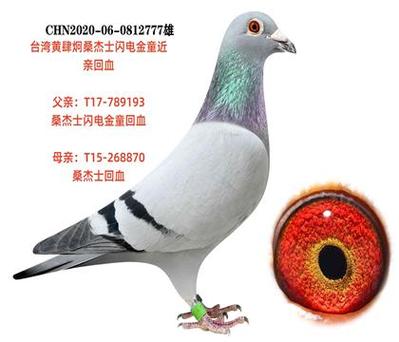 台湾信鸽查询图标