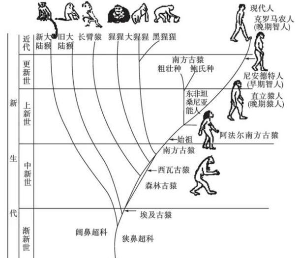人类演化的过程图标