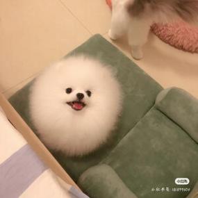 球球头像图标