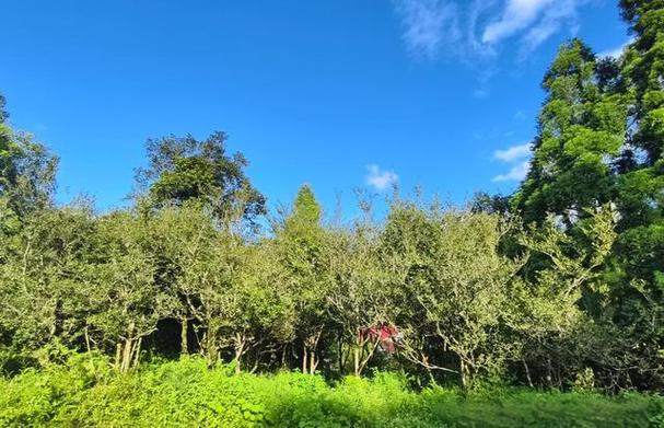 山村重生之超级古茶树图标