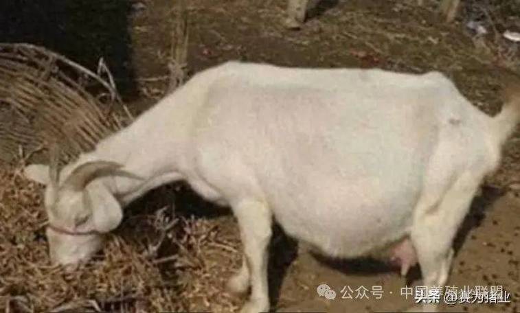 母羊生产全过程图标