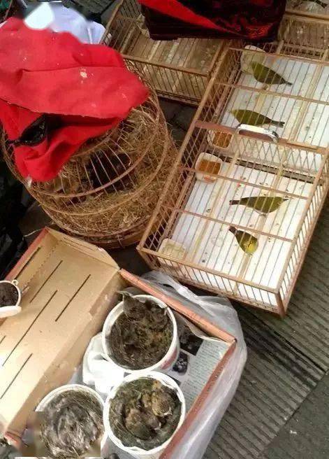 重庆鸟市场哪个鸟多游戏截图