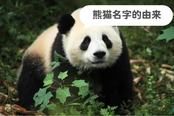 悠悠名字的由来截图
