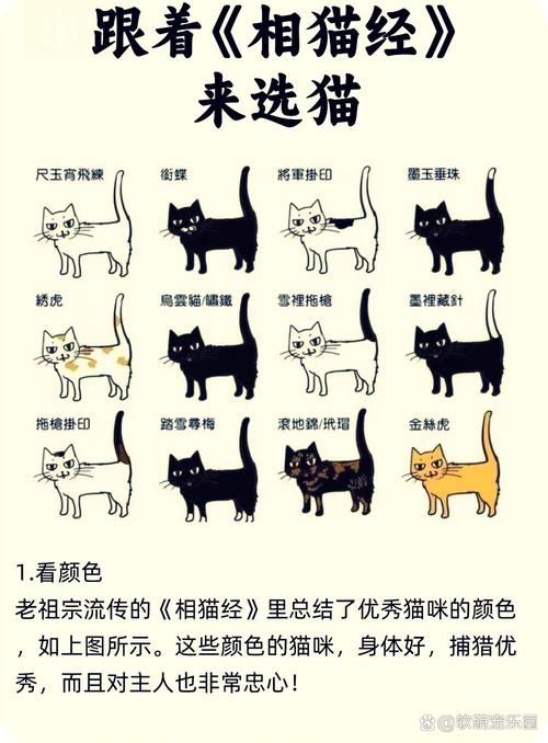 相猫经最好的猫截图