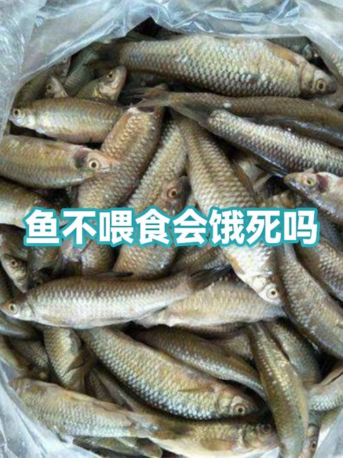 鱼十天不喂会饿死吗图标