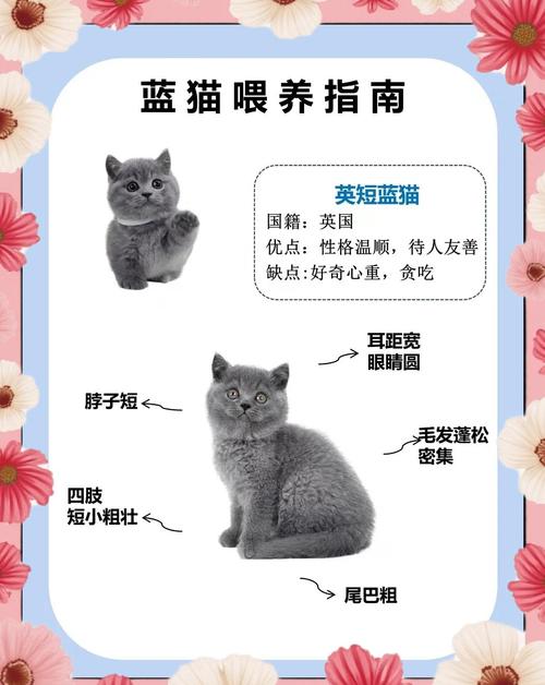 蓝猫幼崽该吃什么食物图标