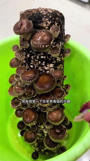 自己在家种蘑菇图标