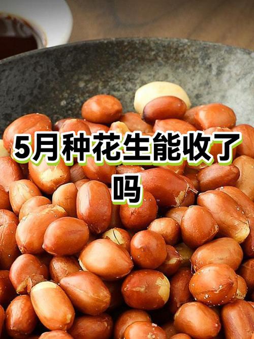 收花生挣钱吗截图