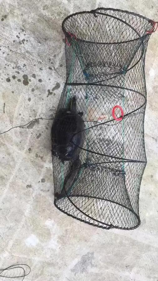 自制河里的捕大鱼鱼笼截图