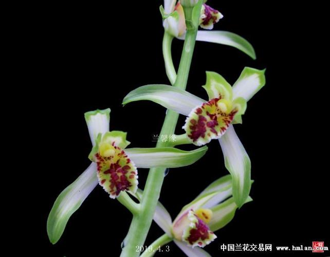 兰花交易网兰友社区图标