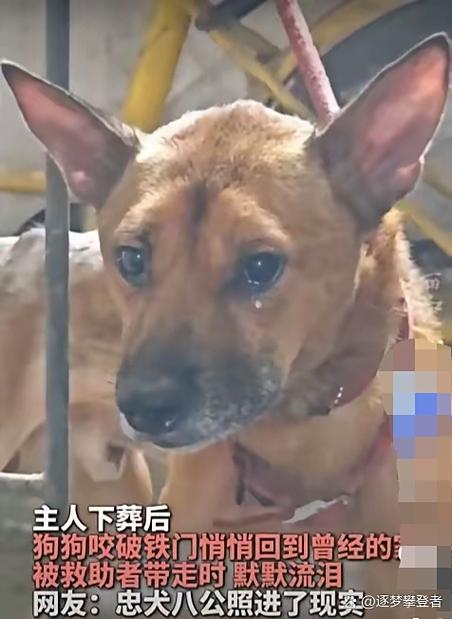 舍不得狗狗怎么办图标