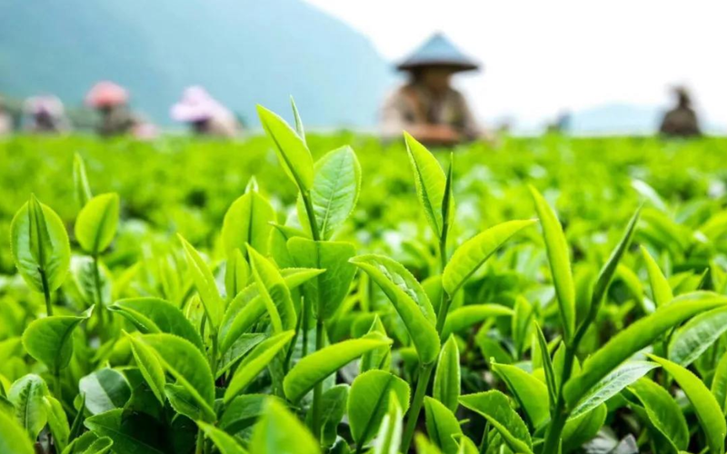 茶叶视频截图