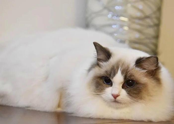 猫咪为什么一阵一阵抖图标
