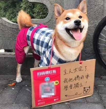 养狗l领红包图标